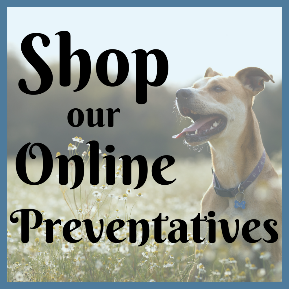 SPAY/NEUTER CLINIC - Humane Society of South Carolina